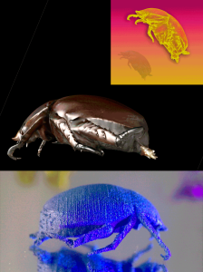 3D Printed Titanium Insects – eleanorgatestuart